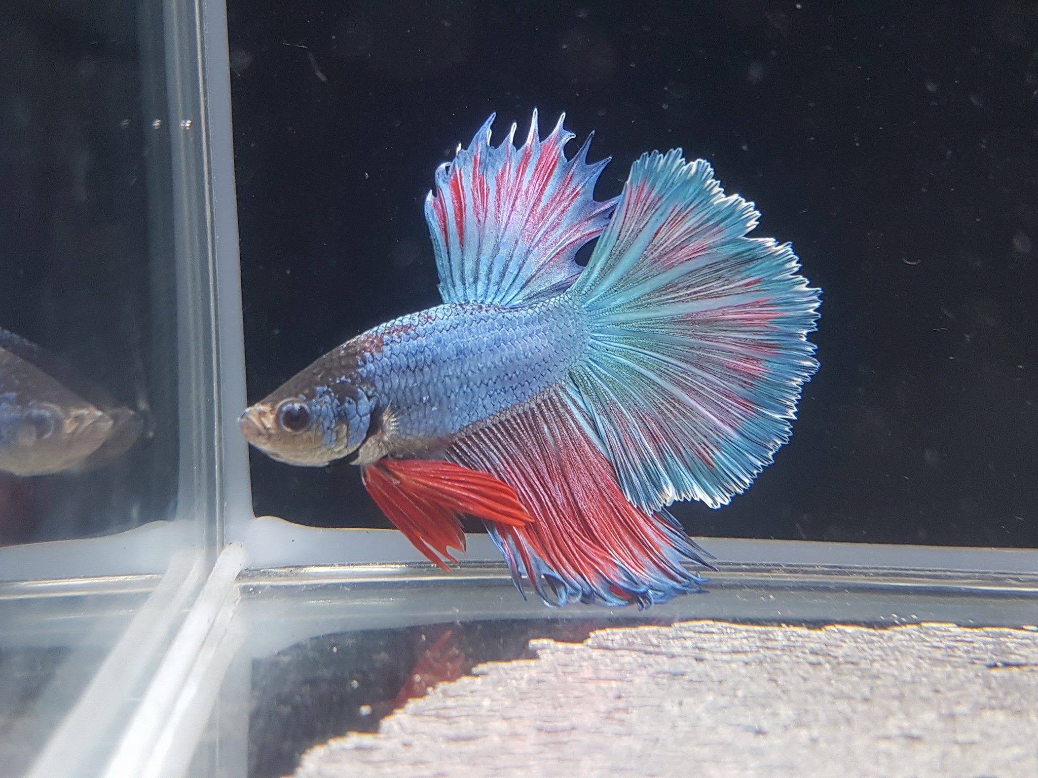 Ryby do nano akwarium słodkowodnego - akwarium.info.pl