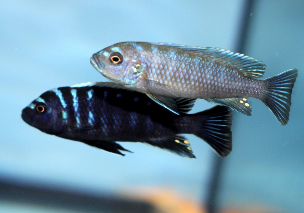 Cynotilapia zebroides - akwarium.info.pl