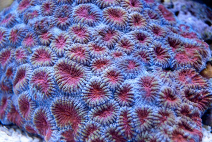 Favia speciosa - akwarium.info.pl