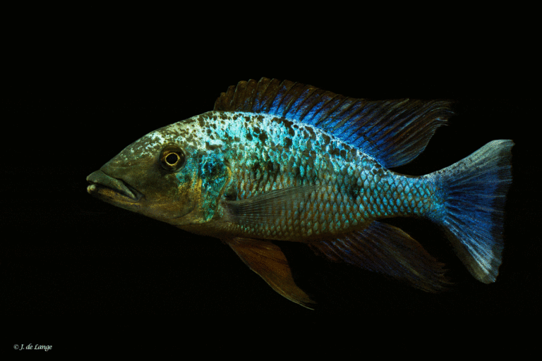 Fossochromis rostratus - akwarium.info.pl