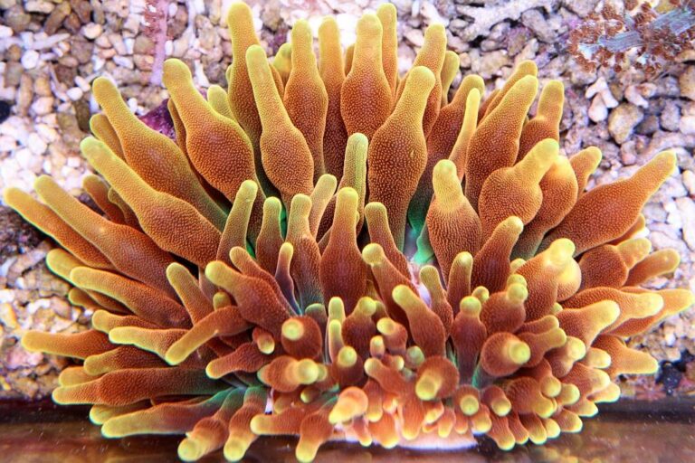 Ukwiały - akwarium.info.pl