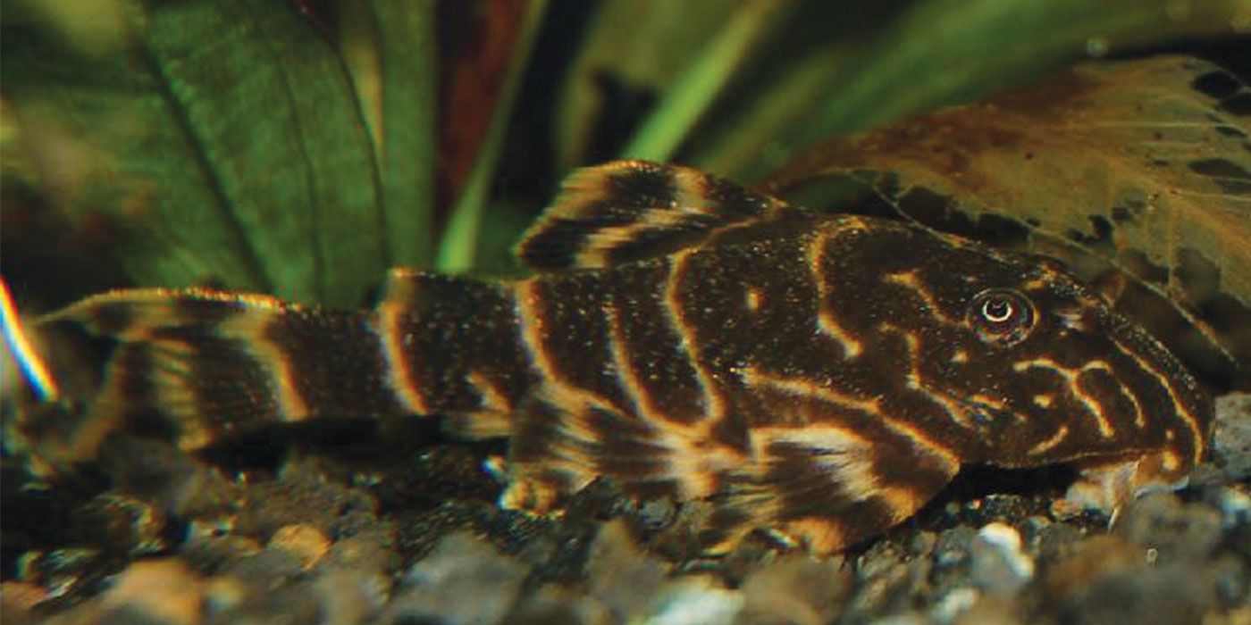 Panaqolus maccus - akwarium.info.pl