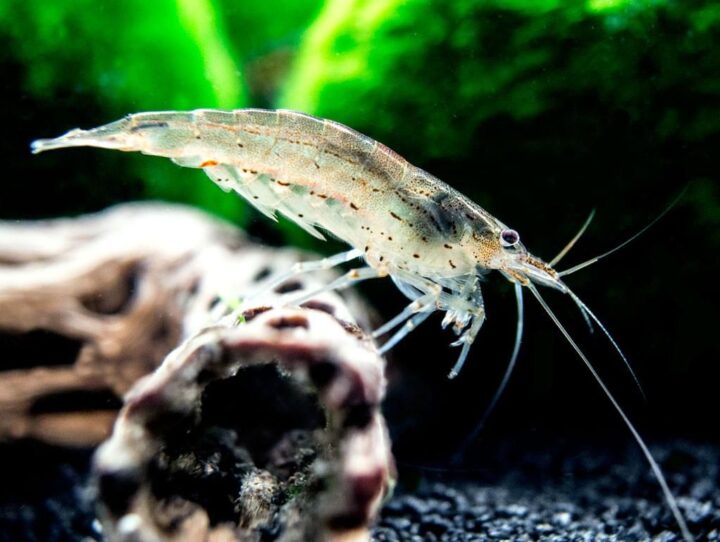 Caridina multidentata - Krewetka Amano - akwarium.info.pl