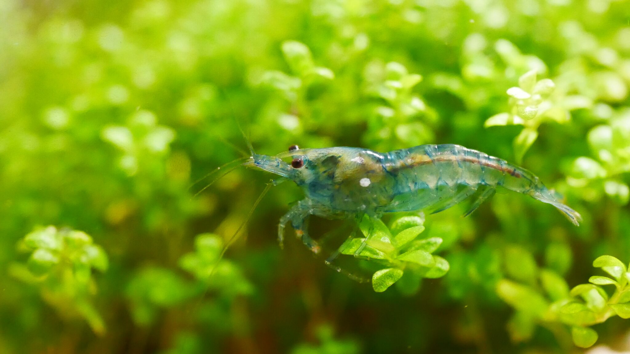 Neocaridina davidi - akwarium.info.pl
