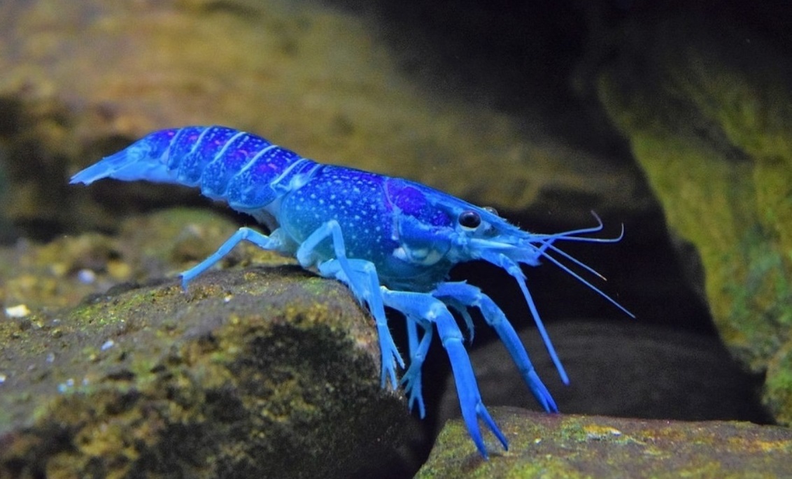 Rak niebieski - Cherax destructor - akwarium.info.pl