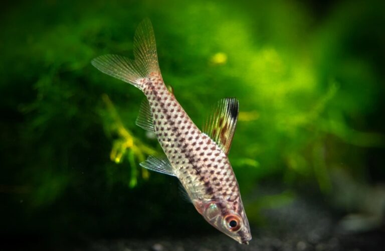 Stojaczek punktowany - Chilodus punctatus - akwarium.info.pl