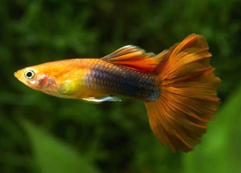 Gupik pawie oczko - Poecilia reticulata - akwarium.info.pl