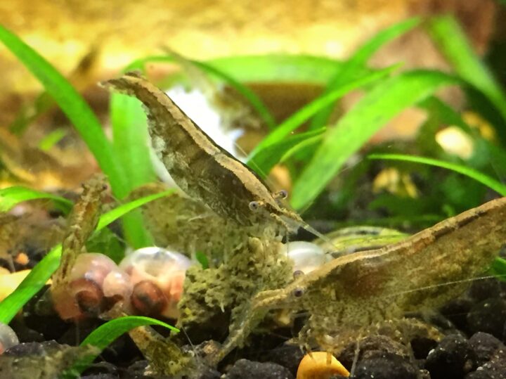 Neocaridina davidi - akwarium.info.pl