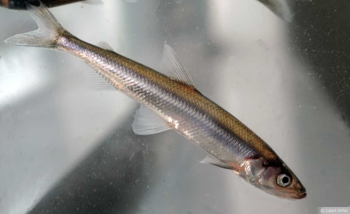 Jezioro Niegocin - problemy mazurskiego jeziora - akwarium.info.pl