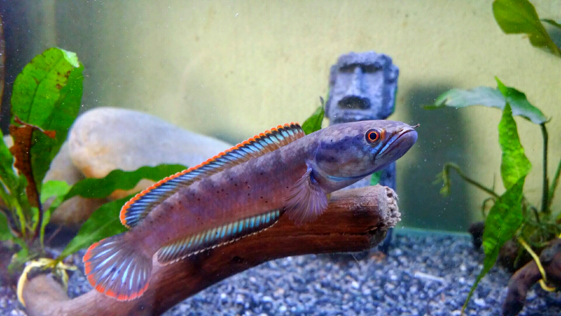 Wężogłów karłowaty - Channa gachua - akwarium.info.pl