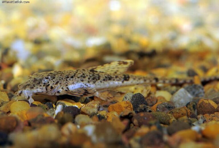 Zbrojnik drobnołuski - Rineloricaria microlepidogaster - akwarium.info.pl
