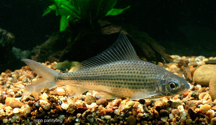 Labiobarbus leptocheilus - akwarium.info.pl
